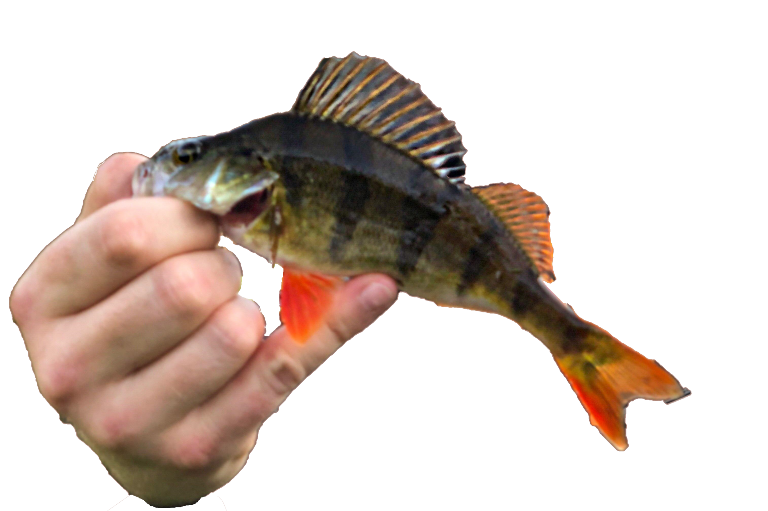 Der Barsch - hecht-angeln.com