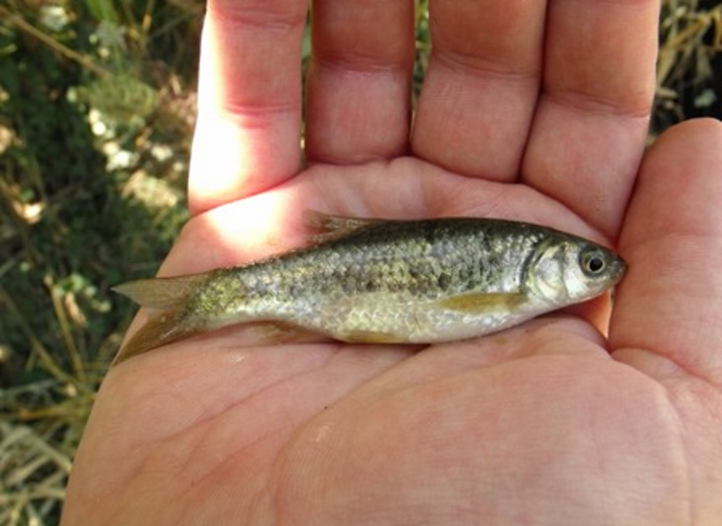 Die Plötze - hecht-angeln.com